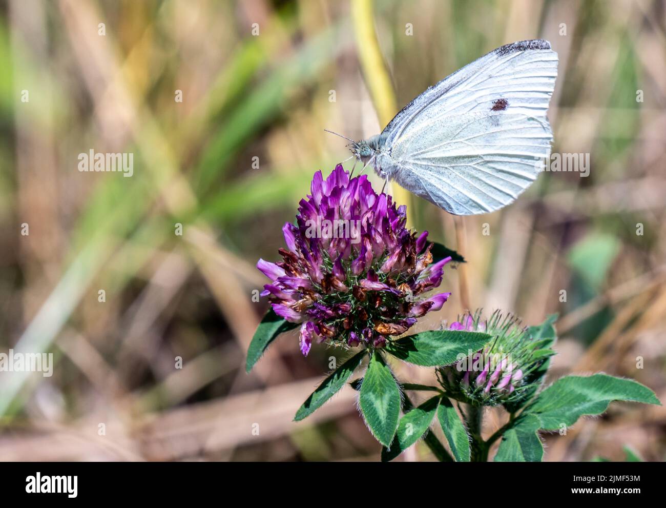 White cabbage butterfly on clover hi-res stock photography and images ...