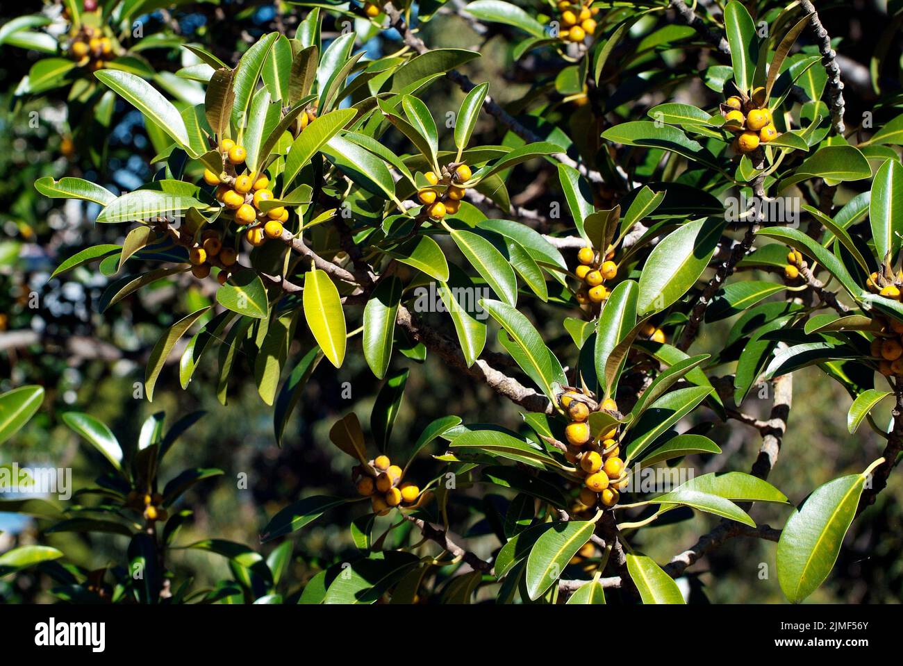 Australia, seeds, fruits of a fig tree in public royal botanical garden ...