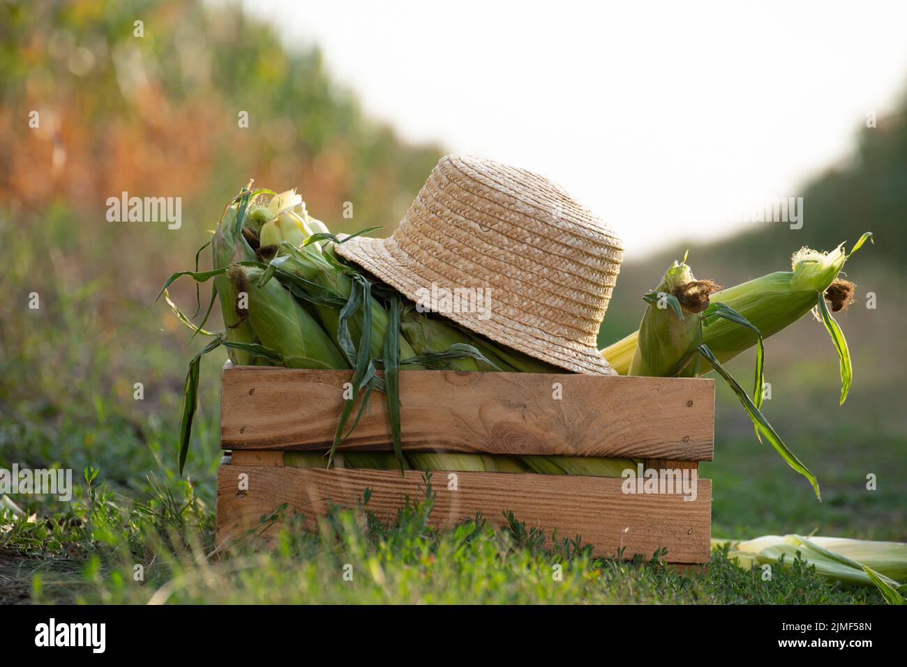 Closeup view at wooden crate with sweet corn cobs and straw hat at corn ...
