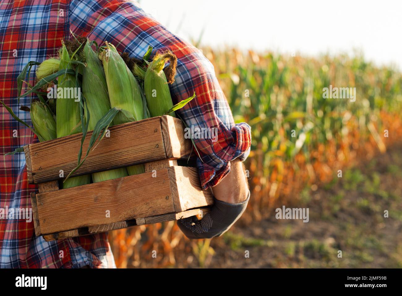 Farm worker holds wooden crate of corn cobs in his arms Stock Photo - Alamy