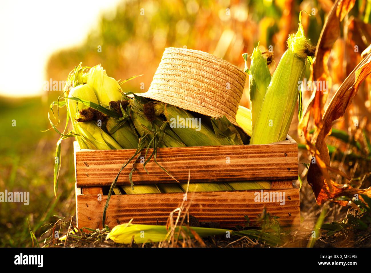 Closeup view at wooden crate with sweet corn cobs and straw hat at corn ...