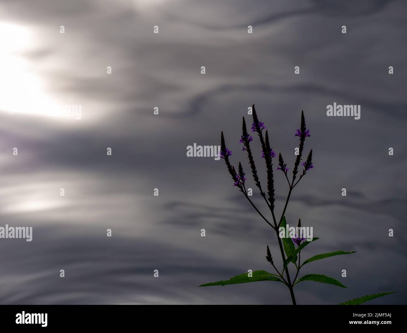 Blue vervain hi-res stock photography and images - Alamy