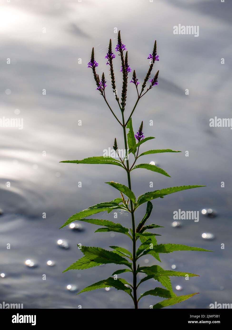 Blue vervain hi-res stock photography and images - Alamy