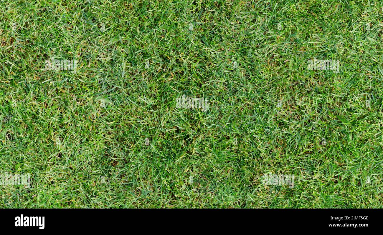 Fully seamless authentic real mown grass green background. 40 Mpix ...