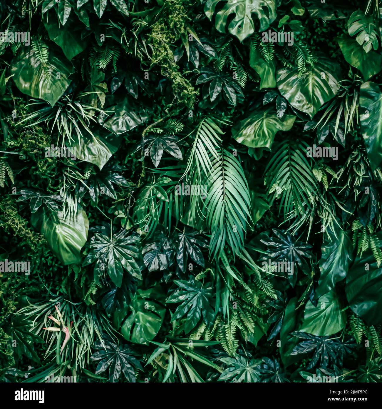 Tropical leaves as nature and environmental background, botanical ...