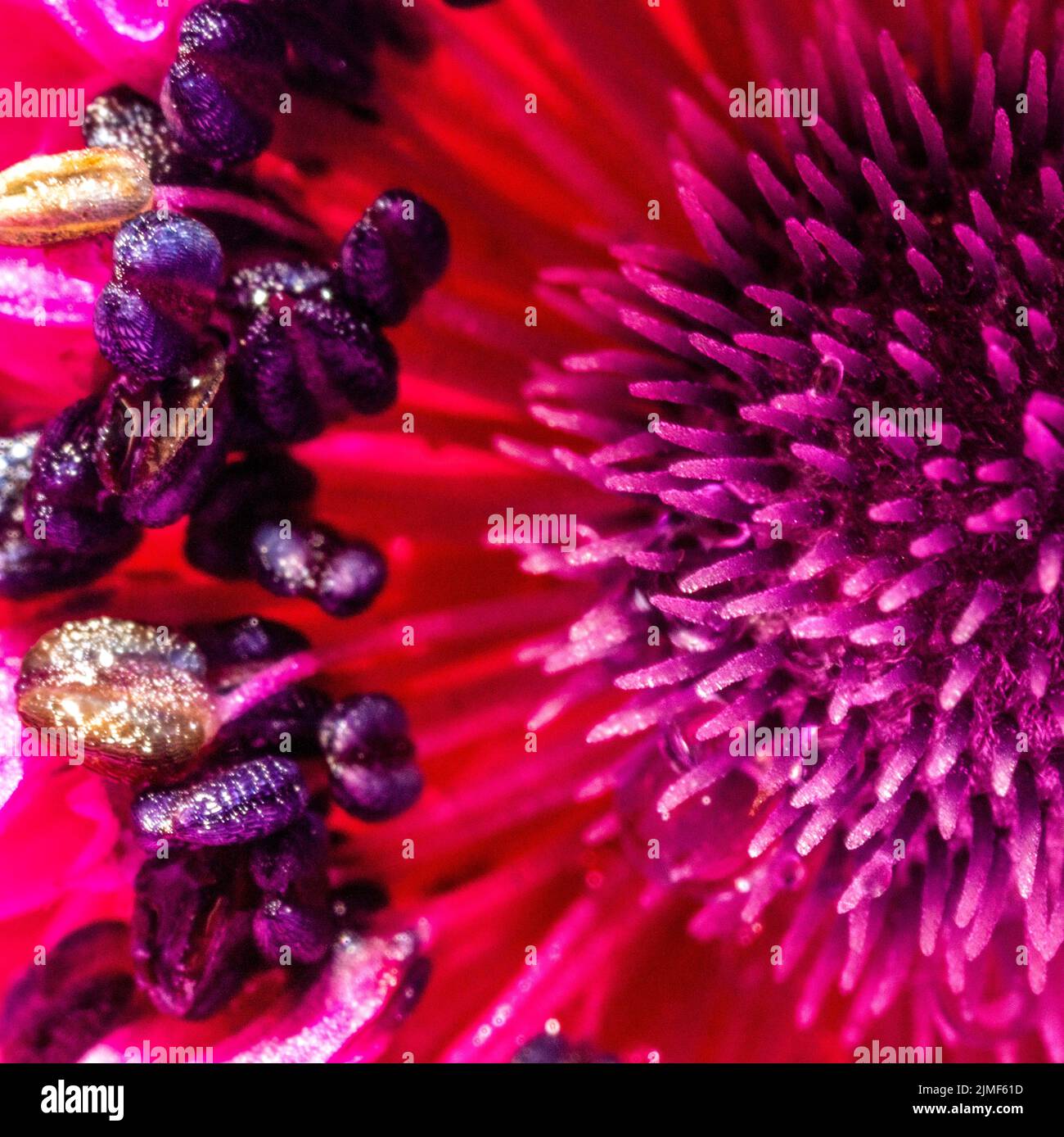 Detail view inside of an anemones flower in amazing colors in the ...