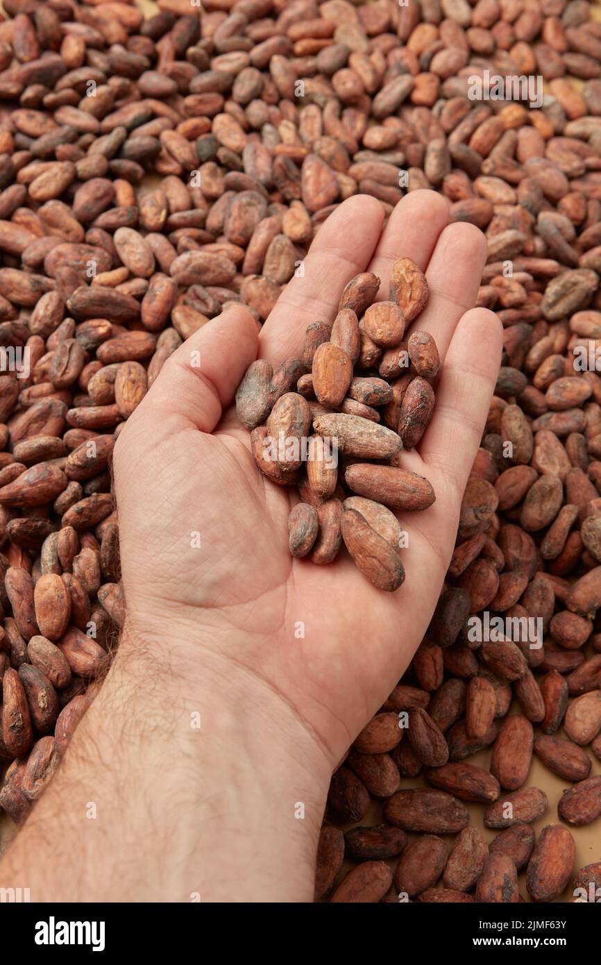 Crop person showing raw cocoa beans Stock Photo - Alamy
