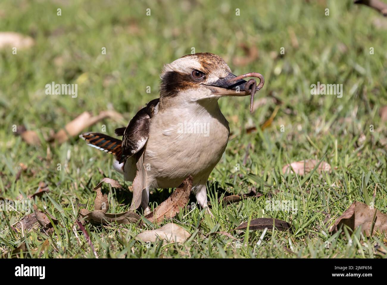 Laughing Kookaburra with worm in beak Stock Photo - Alamy