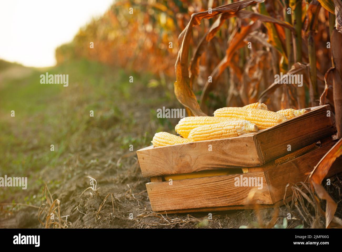 Peeled maize cobs in wooden crate at corn field sunset summer time ...
