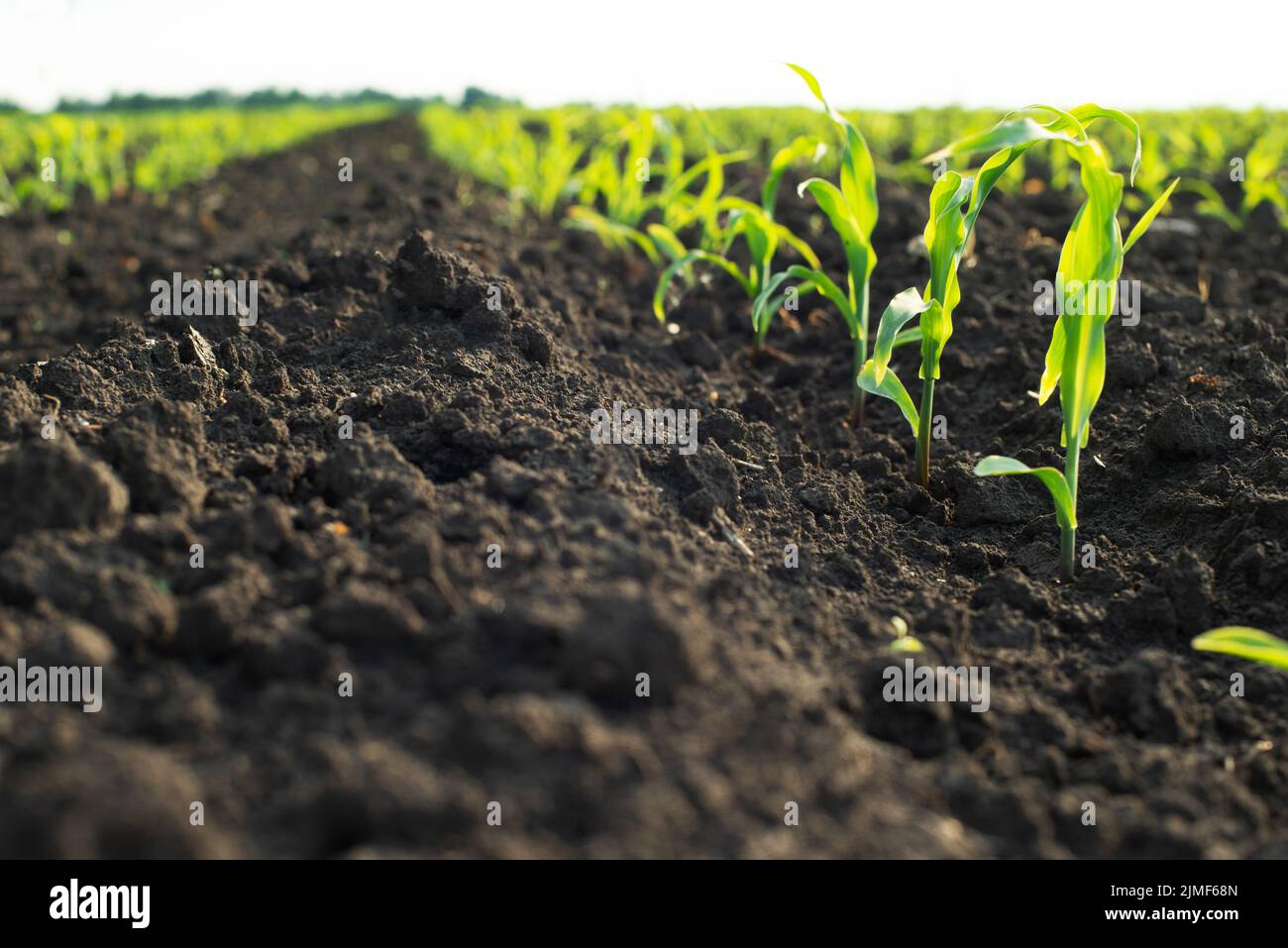 Corn stalks in corn field hi-res stock photography and images - Alamy