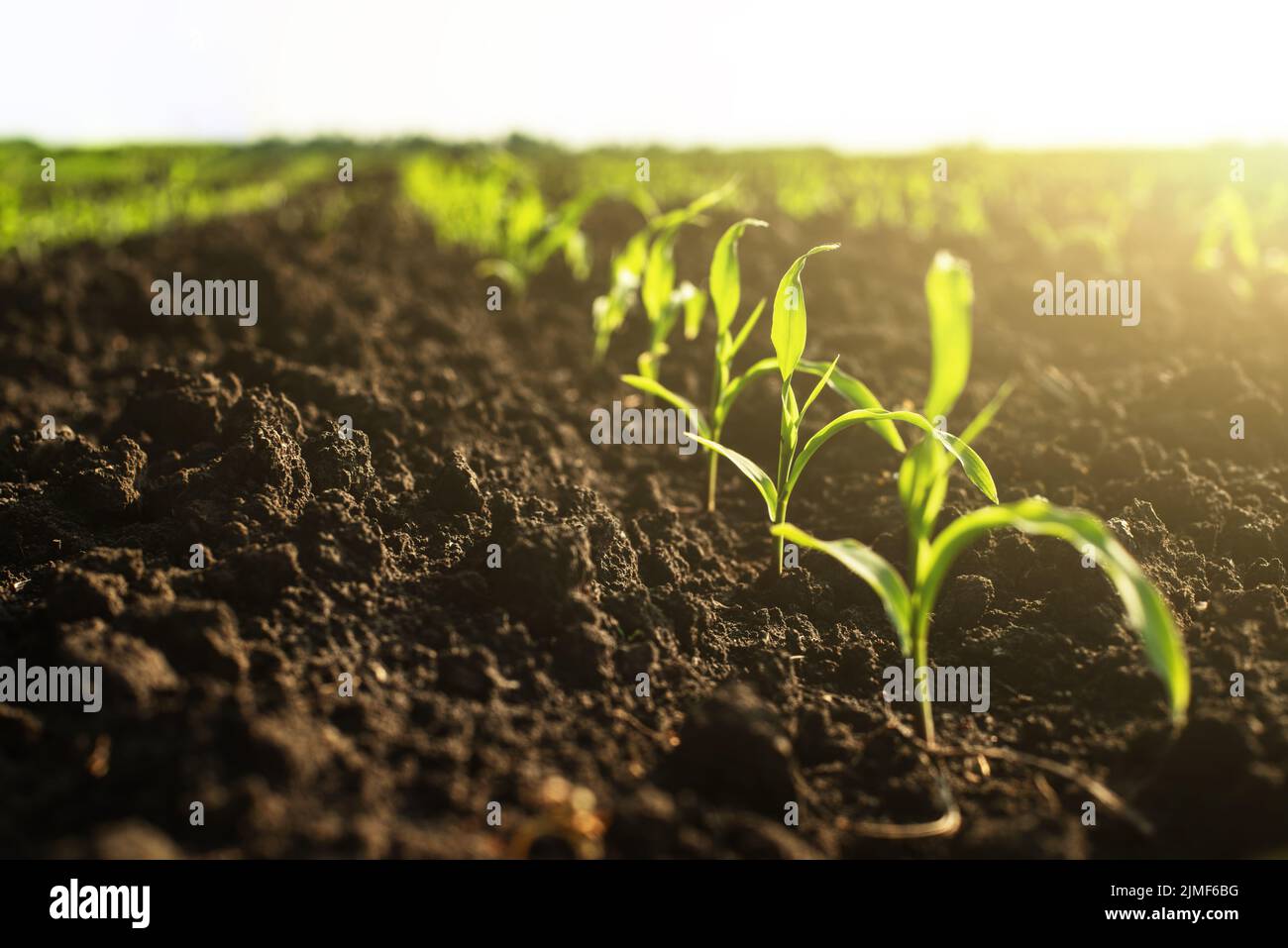 Corn field close up hi-res stock photography and images - Alamy