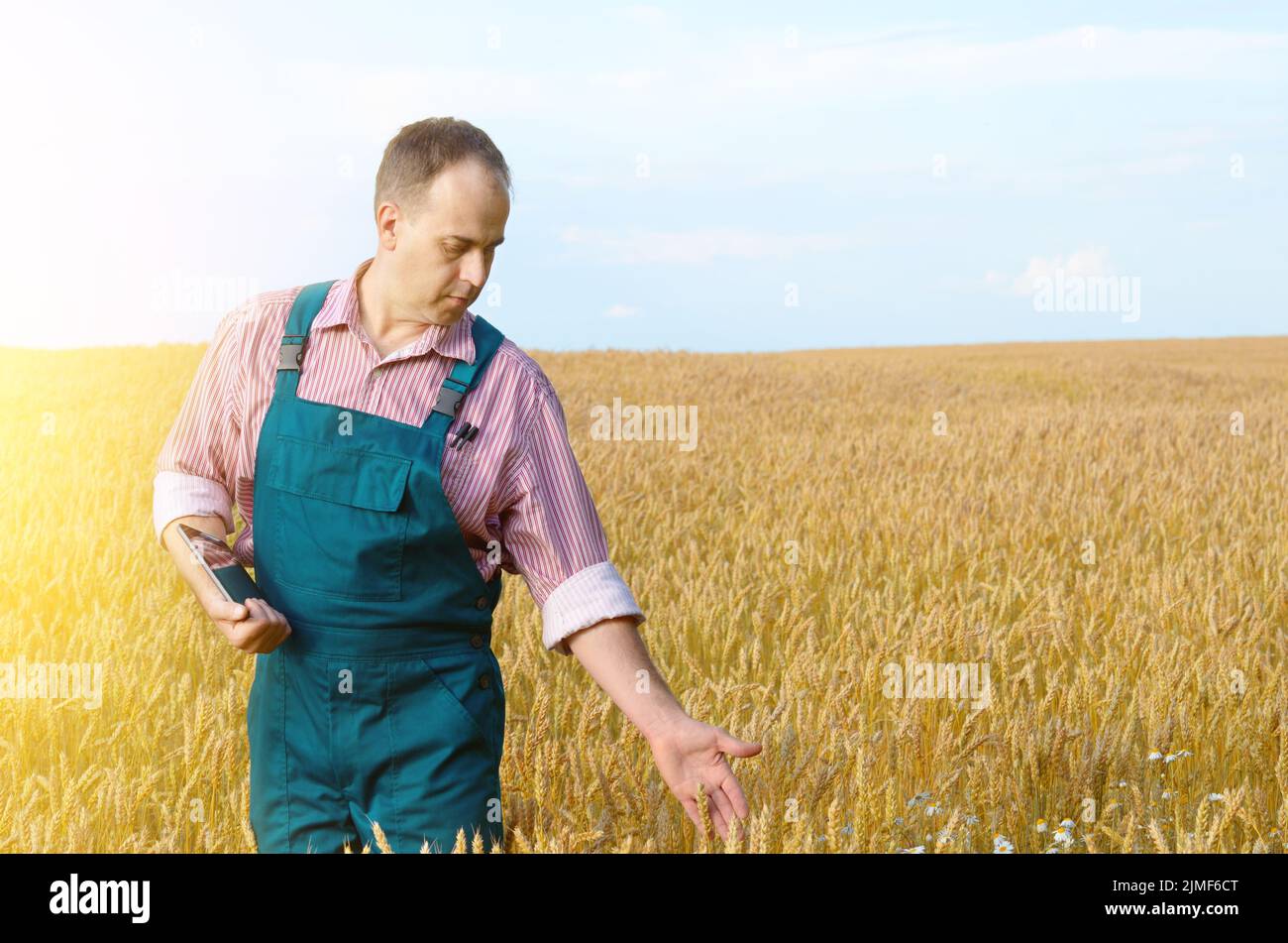 Farmer inspecting wheat field Stock Photo - Alamy
