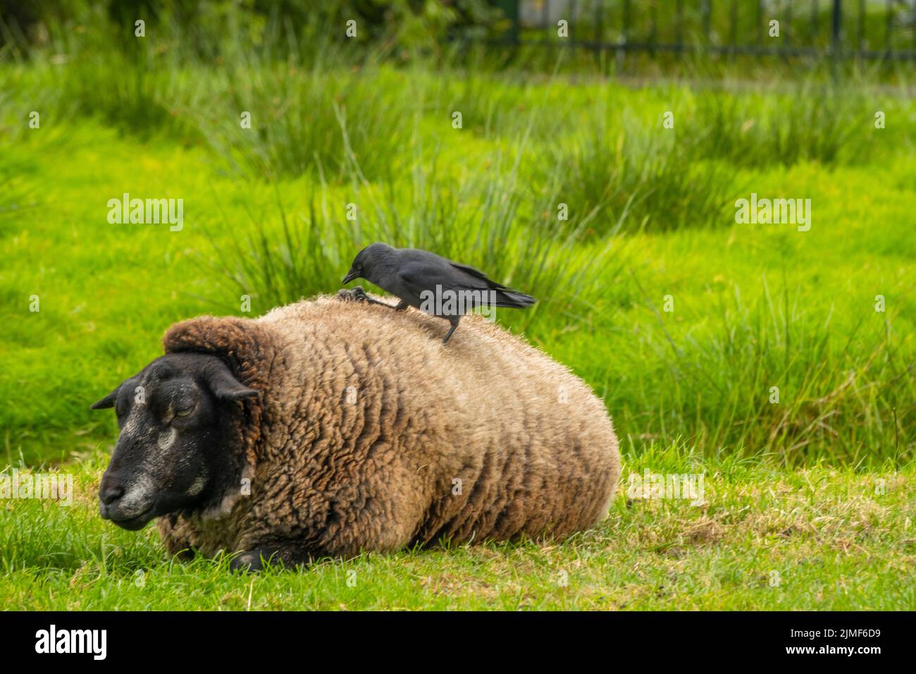 Crow is Friends With the Sheep Stock Photo - Alamy