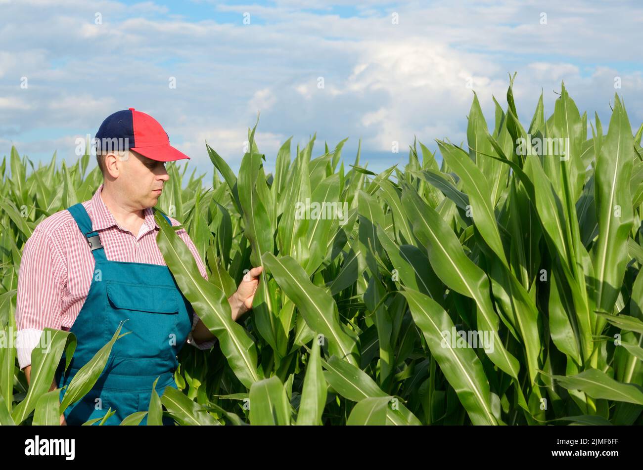 Farmer inspecting corn field Stock Photo - Alamy
