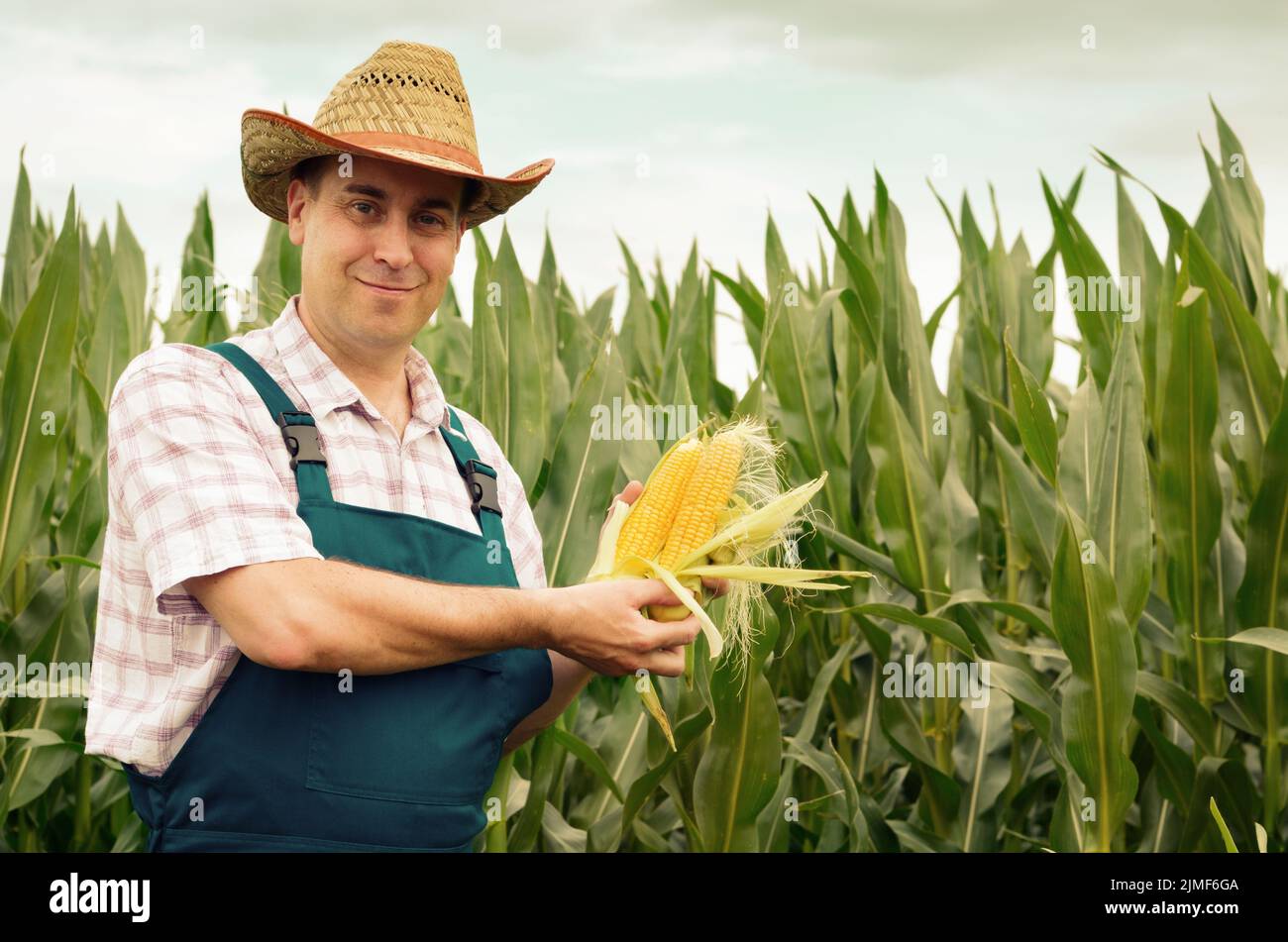 Farmer inspecting corn cobs Stock Photo - Alamy