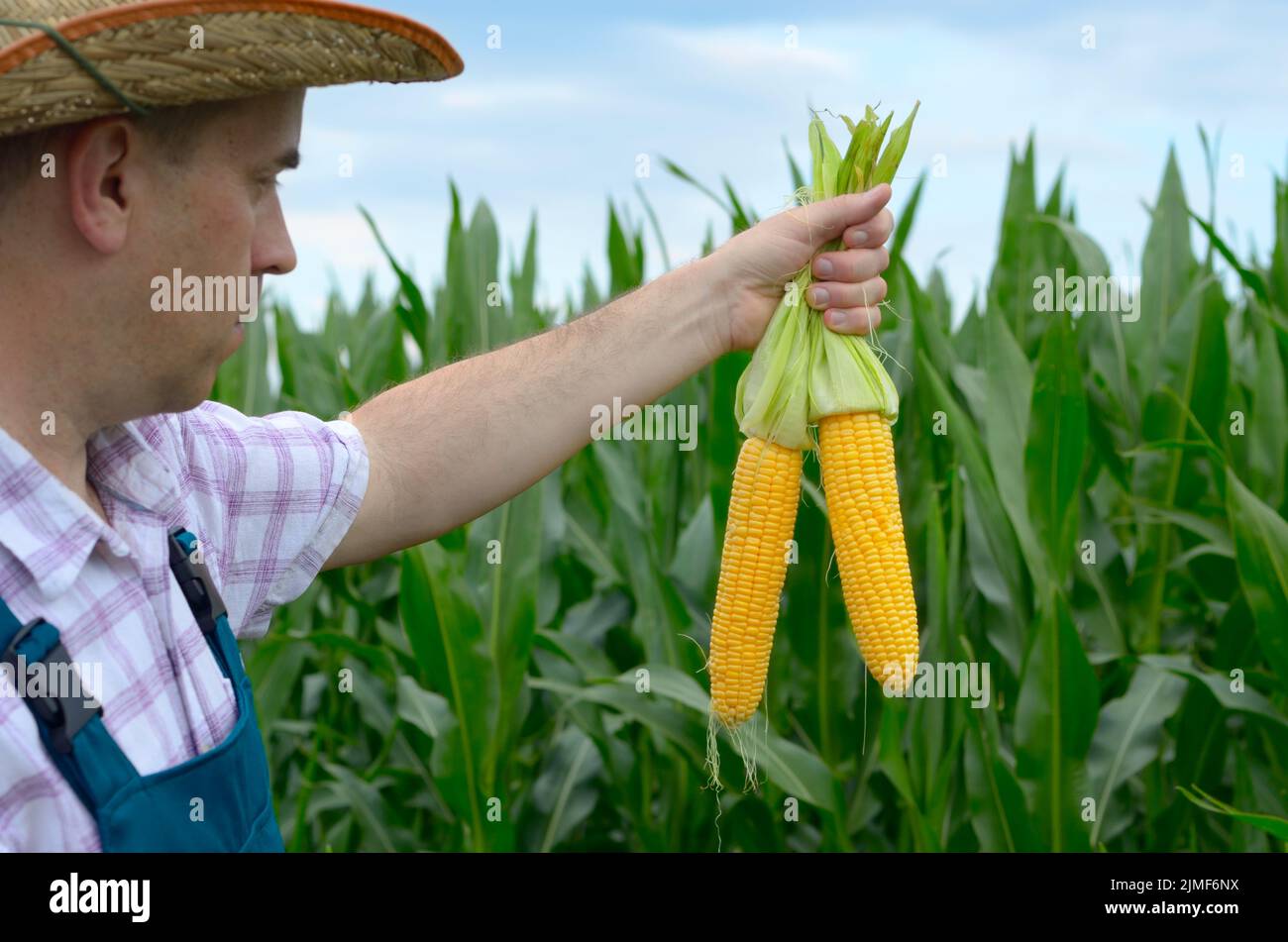 Farmer inspecting corn cobs Stock Photo - Alamy
