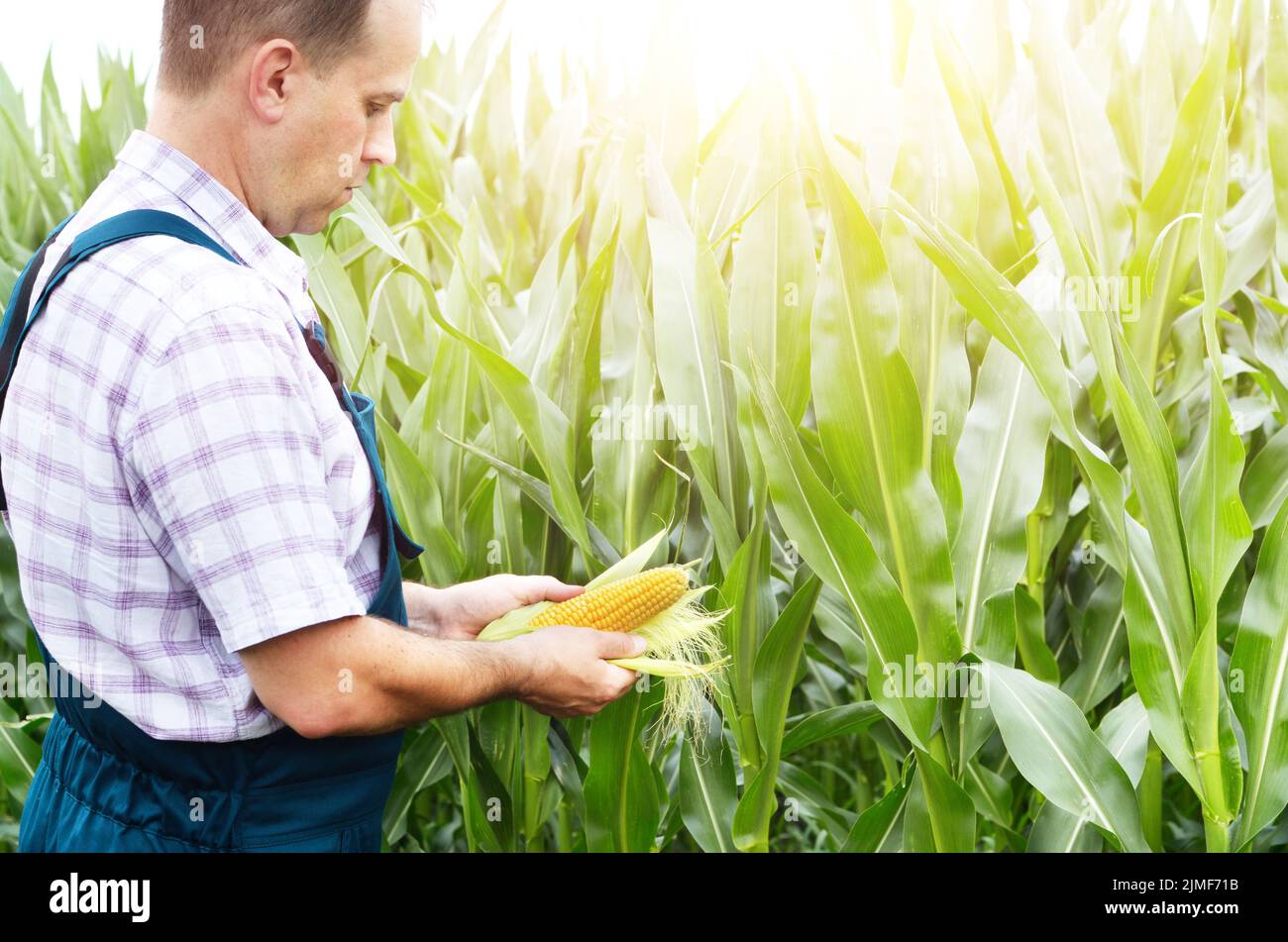 Hold corn cob hi-res stock photography and images - Alamy