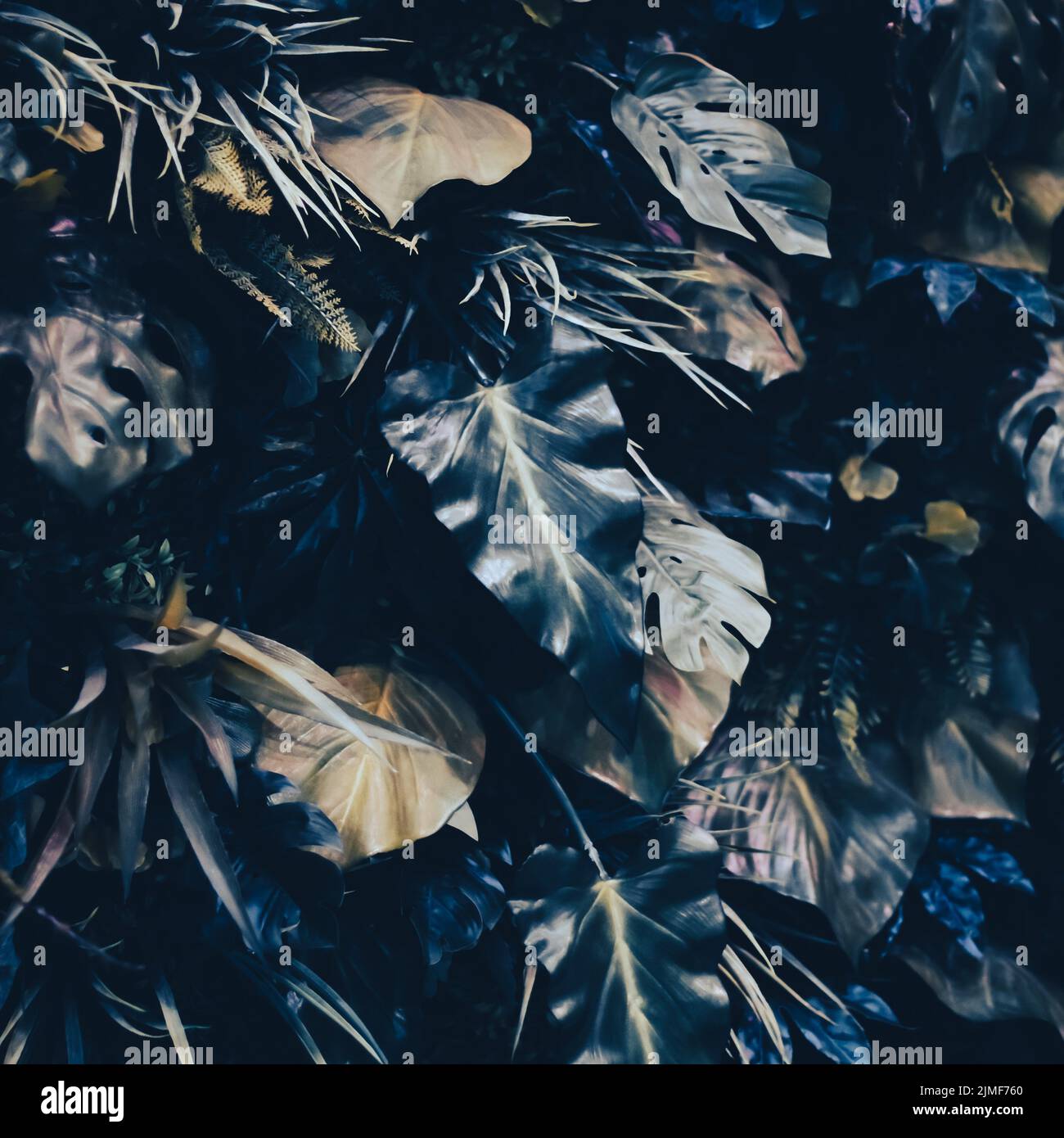 Tropical leaves as nature and environmental background, botanical ...