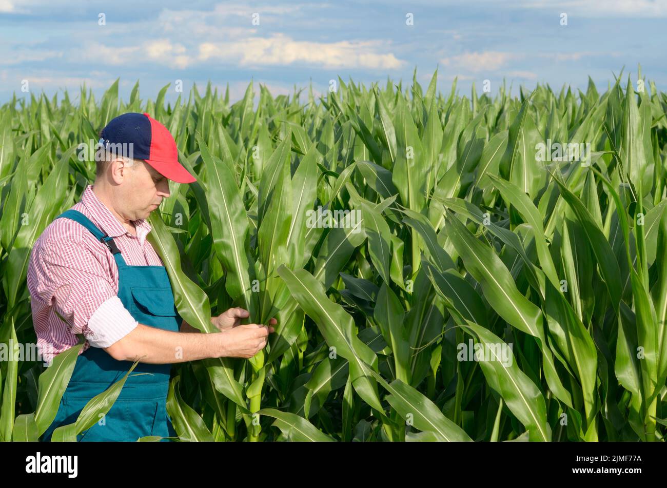 Inspecting food hi-res stock photography and images - Alamy