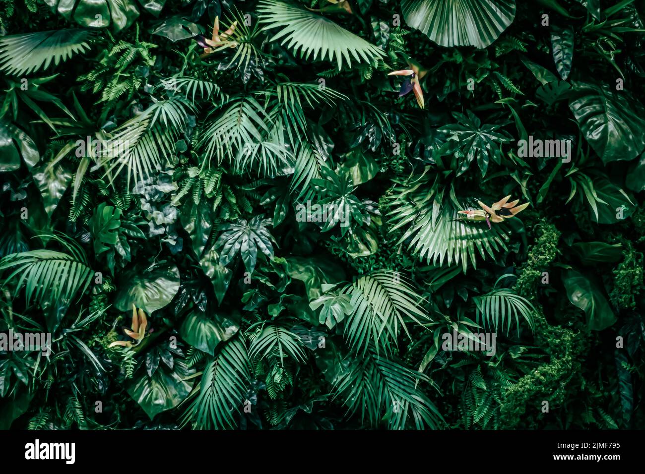 Tropical leaves as nature and environmental background, botanical ...