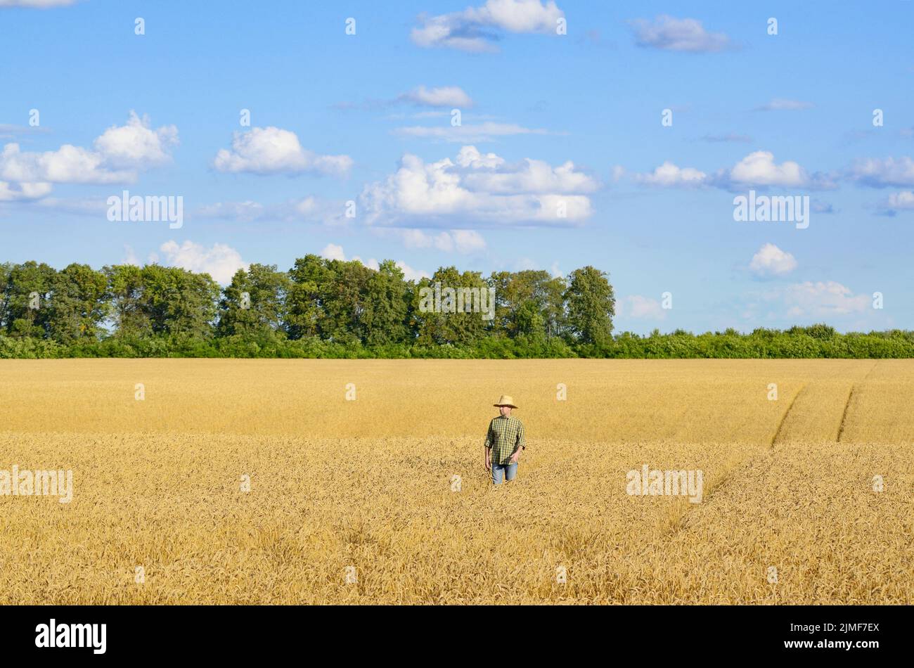 Farmer in field wheat checks hi-res stock photography and images - Alamy
