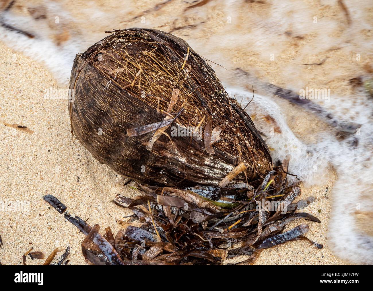 Broken coconut hi-res stock photography and images - Alamy