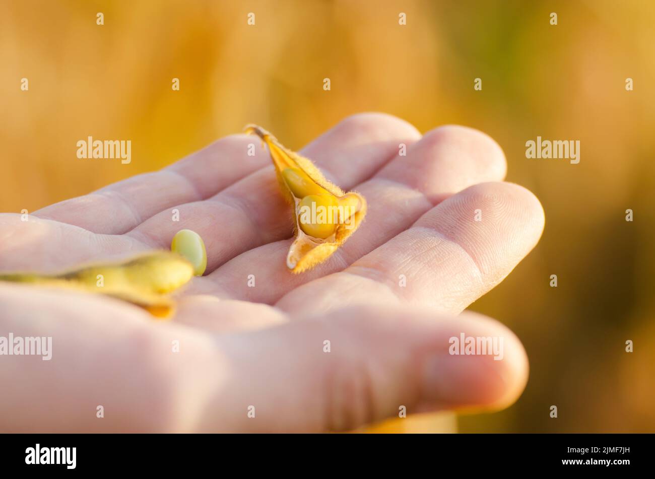 Harvest ready soy pods in farmer hands on field background evening ...