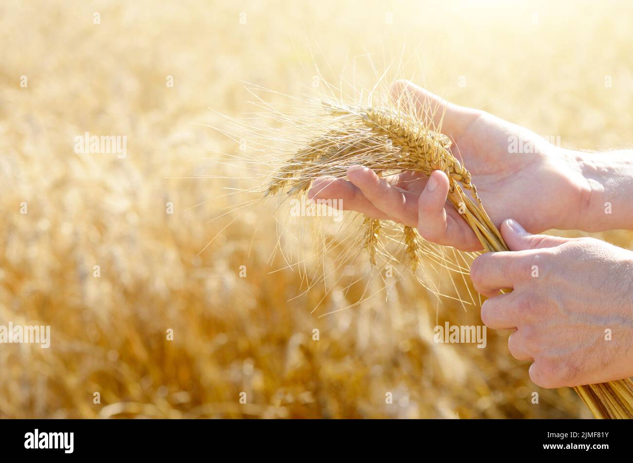 Farmer holds wheat harvest ready spikelets in his hand at corn field ...