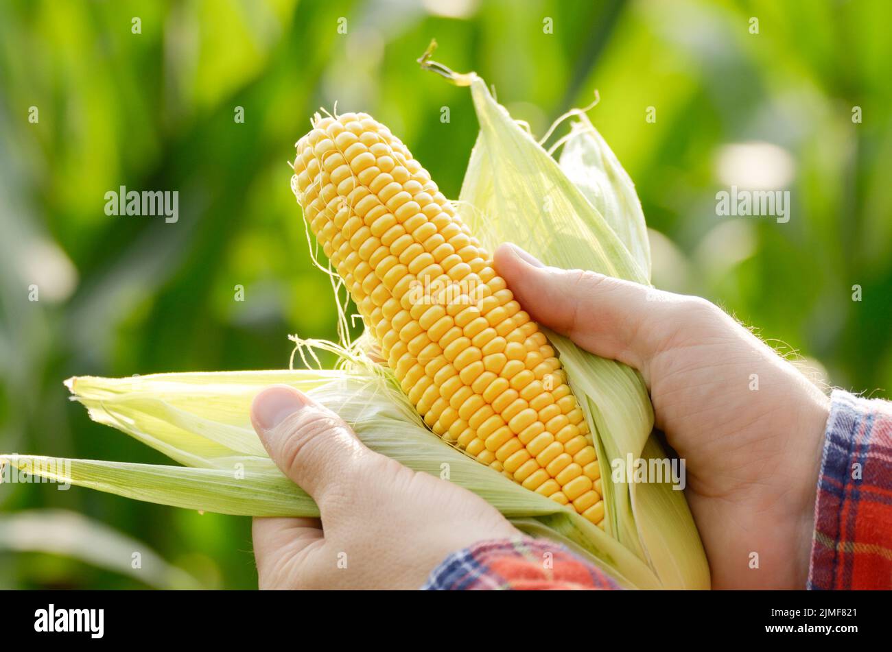Harvest ready unwrapped corn cobs in farmer's hands closeup Stock Photo ...