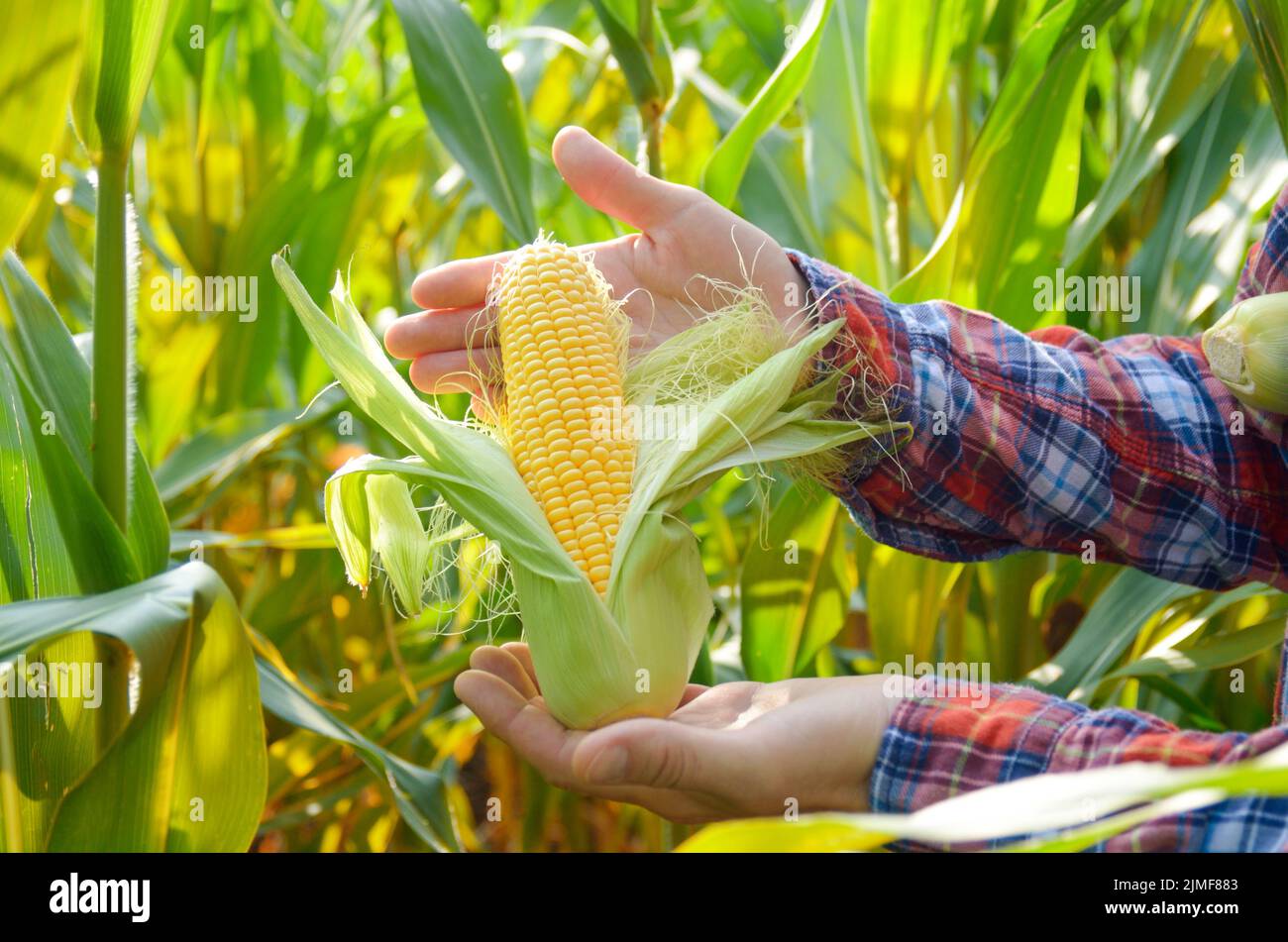 Harvest ready unwrapped corn cobs in farmer's hands Stock Photo - Alamy