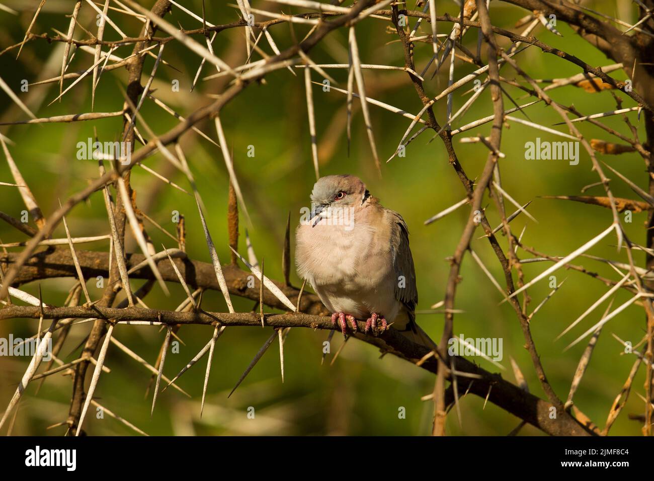 Ring-necked Dove or Cape turtle dove (Streptopelia capicola) perched in ...