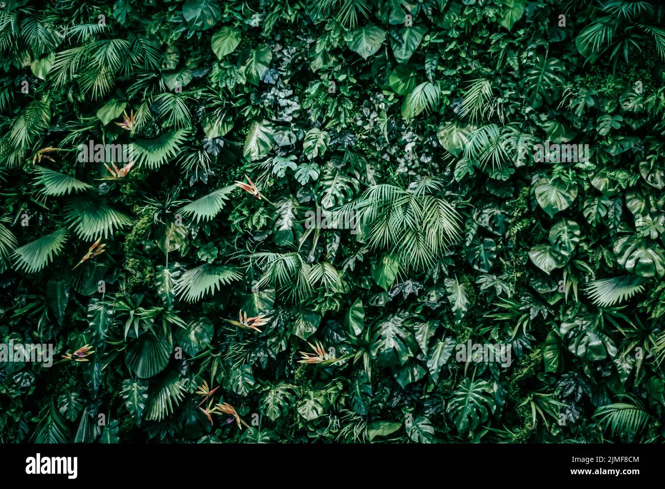 Tropical leaves as nature and environmental background, botanical ...