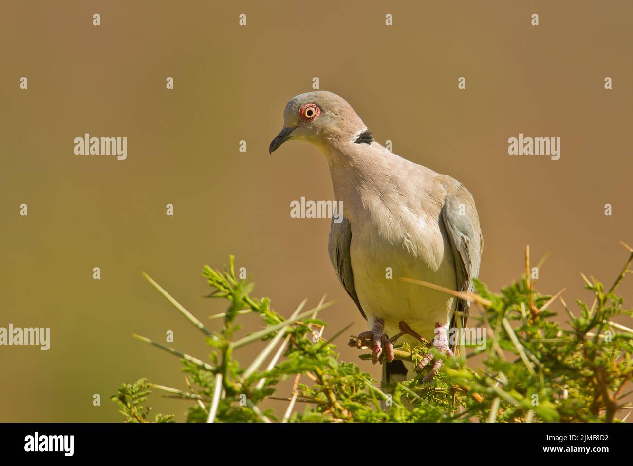 Ring-necked Dove or Cape turtle dove (Streptopelia capicola) perched in ...