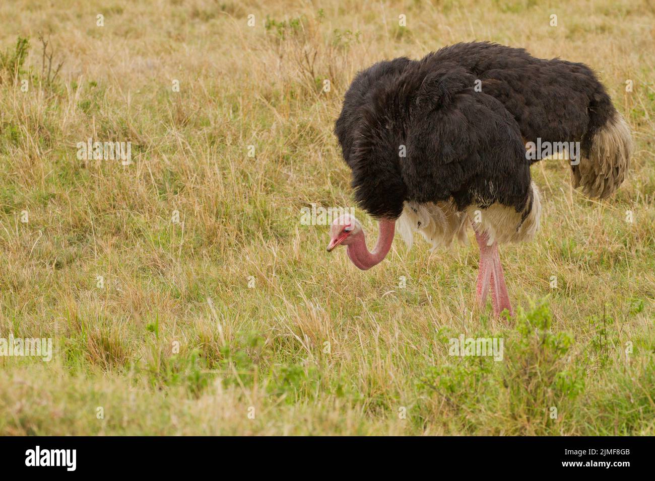 Male african ostrich struthio hi-res stock photography and images - Alamy