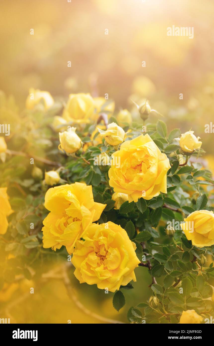 Bright yellow roses hi-res stock photography and images - Alamy
