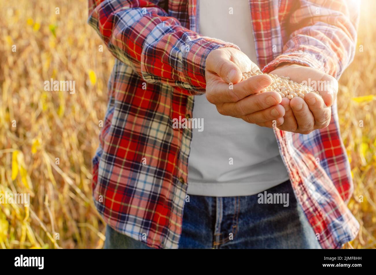 Soybean field hands hi-res stock photography and images - Alamy