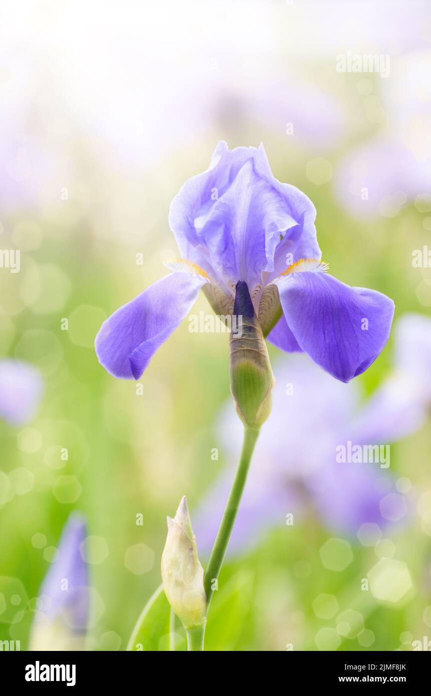 Beautiful violet iris flowers hi-res stock photography and images - Alamy