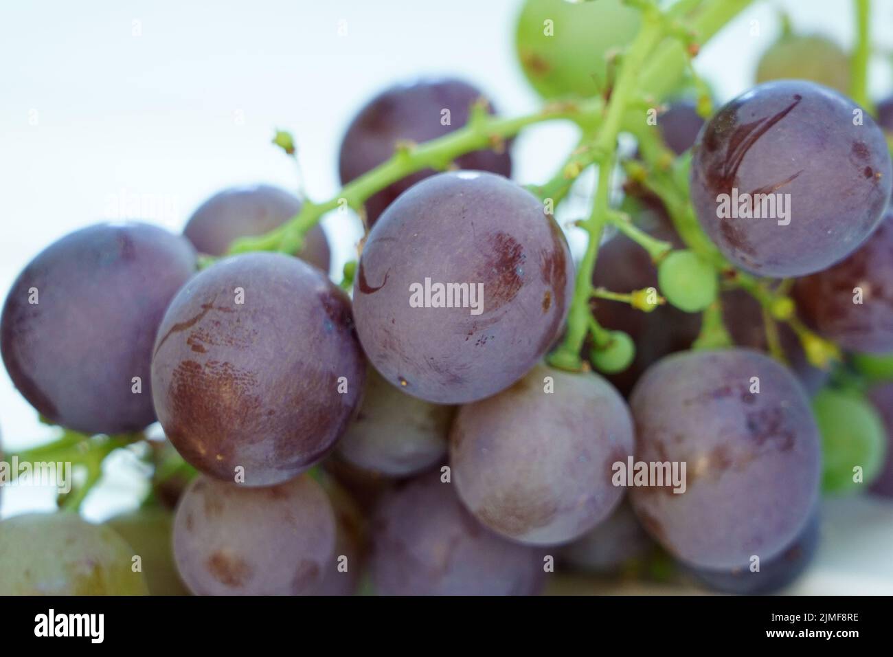 Vitis mustangensis hi-res stock photography and images - Alamy