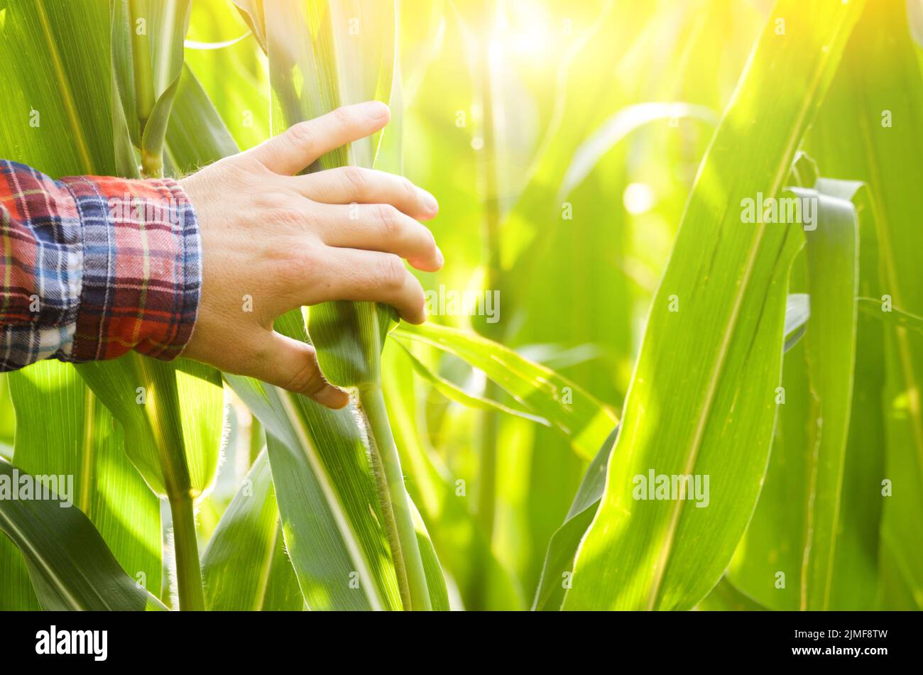 Farmer's hand touching maize stalks at field summer time Stock Photo ...