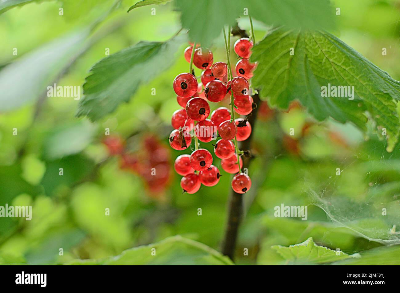 Green currants on bush hi-res stock photography and images - Alamy