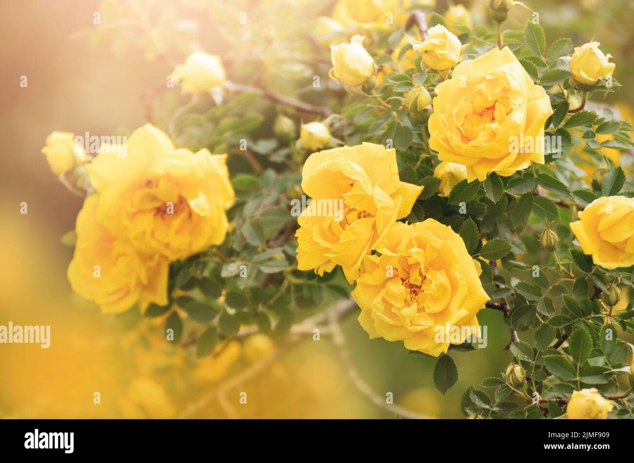 Botanical floral symbol hi-res stock photography and images - Alamy
