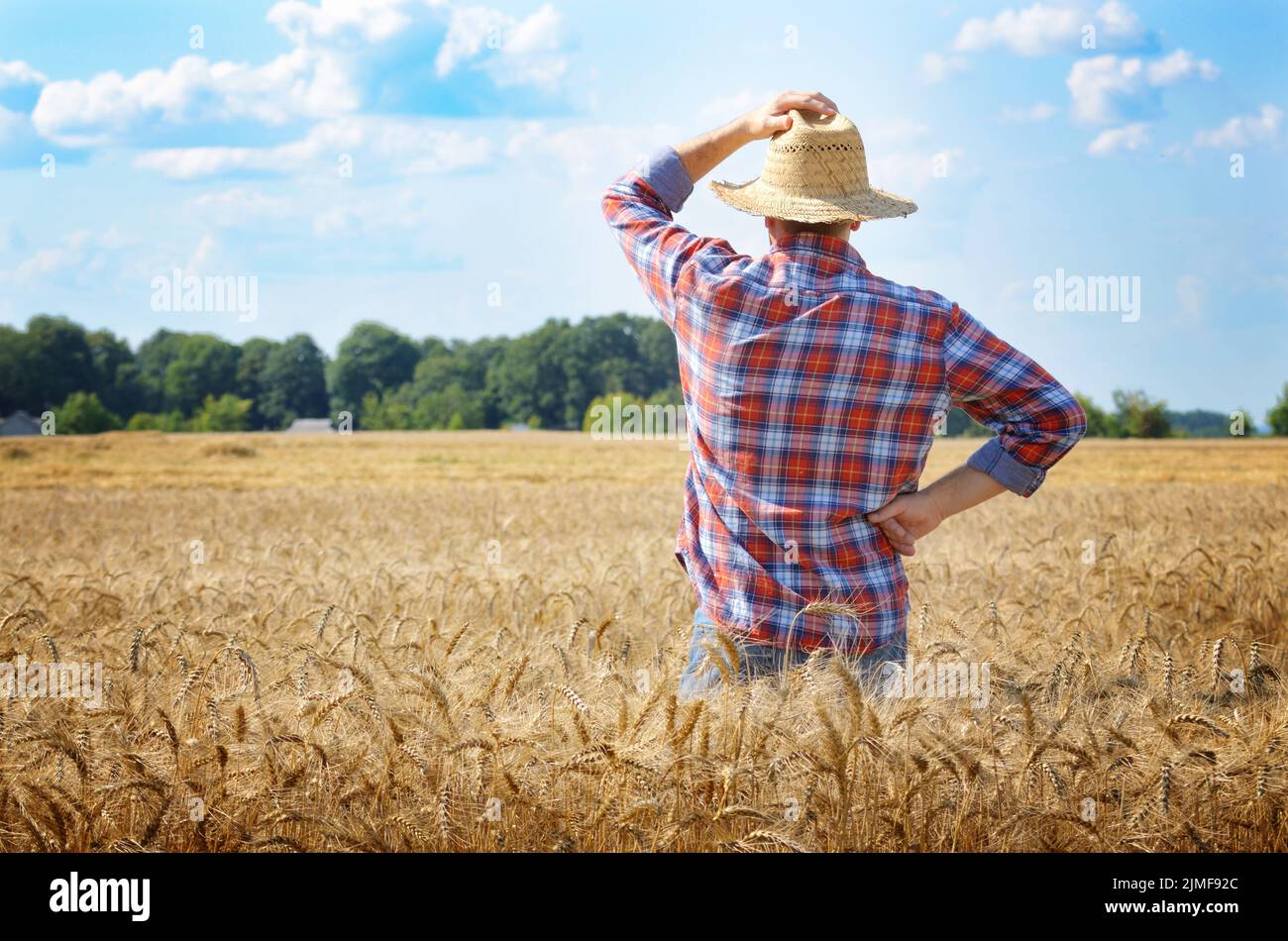 Farmer in straw hat stands at harvest ready wheat field Stock Photo - Alamy