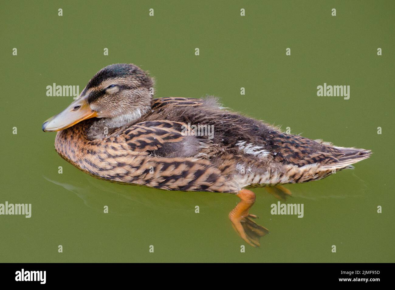 Young Mallard Duck Swimming Hi Res Stock Photography And Images Alamy