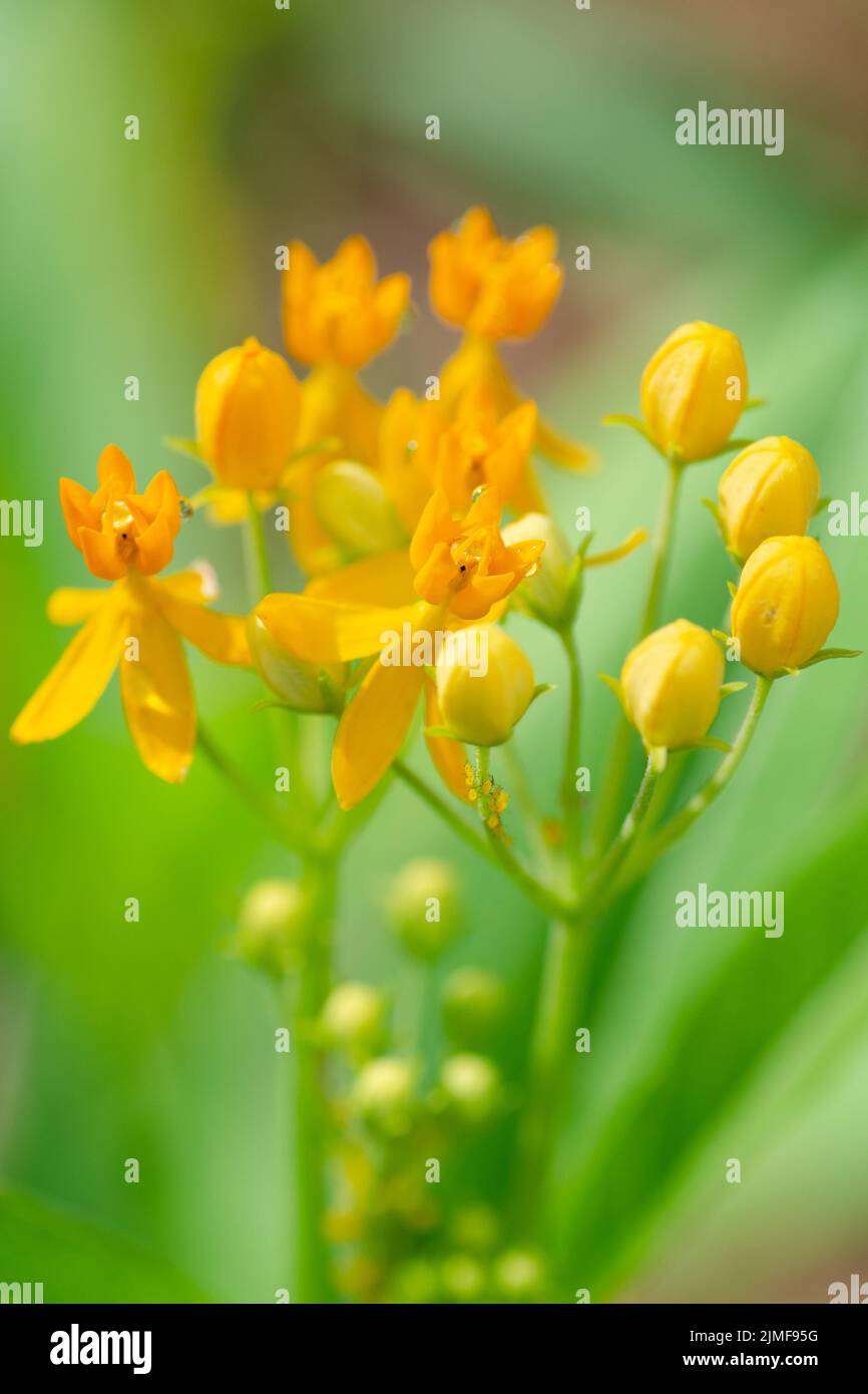 The bright and dainty yellow flowers of tropical milkweed (Asclepias ...