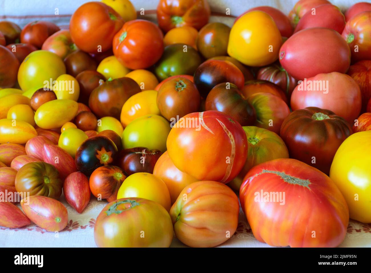 photo of beautiful tomatoes on the table, healthy diet, autumn harvest ...