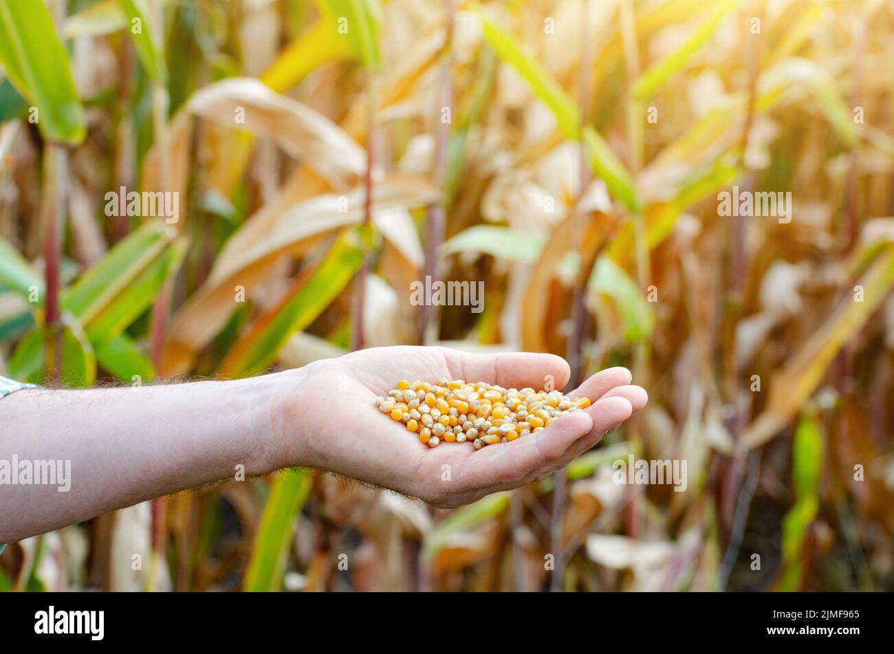 Handful of corn kernels in farmer hands on field background evening ...
