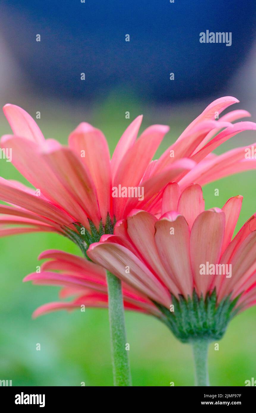 Two pink gerbera daisies hi-res stock photography and images - Alamy