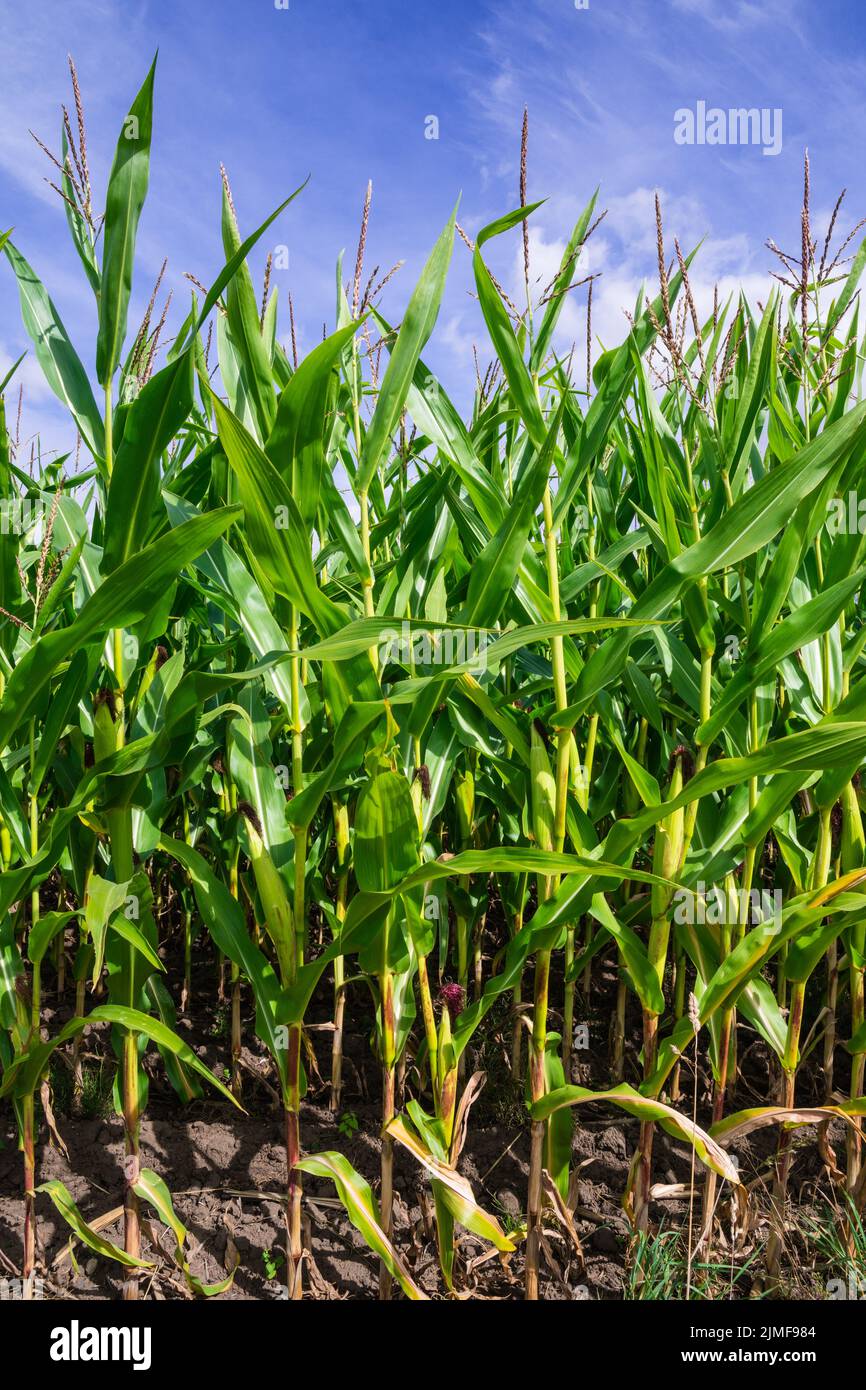 Corn Maize field with blue sky close up Stock Photo - Alamy