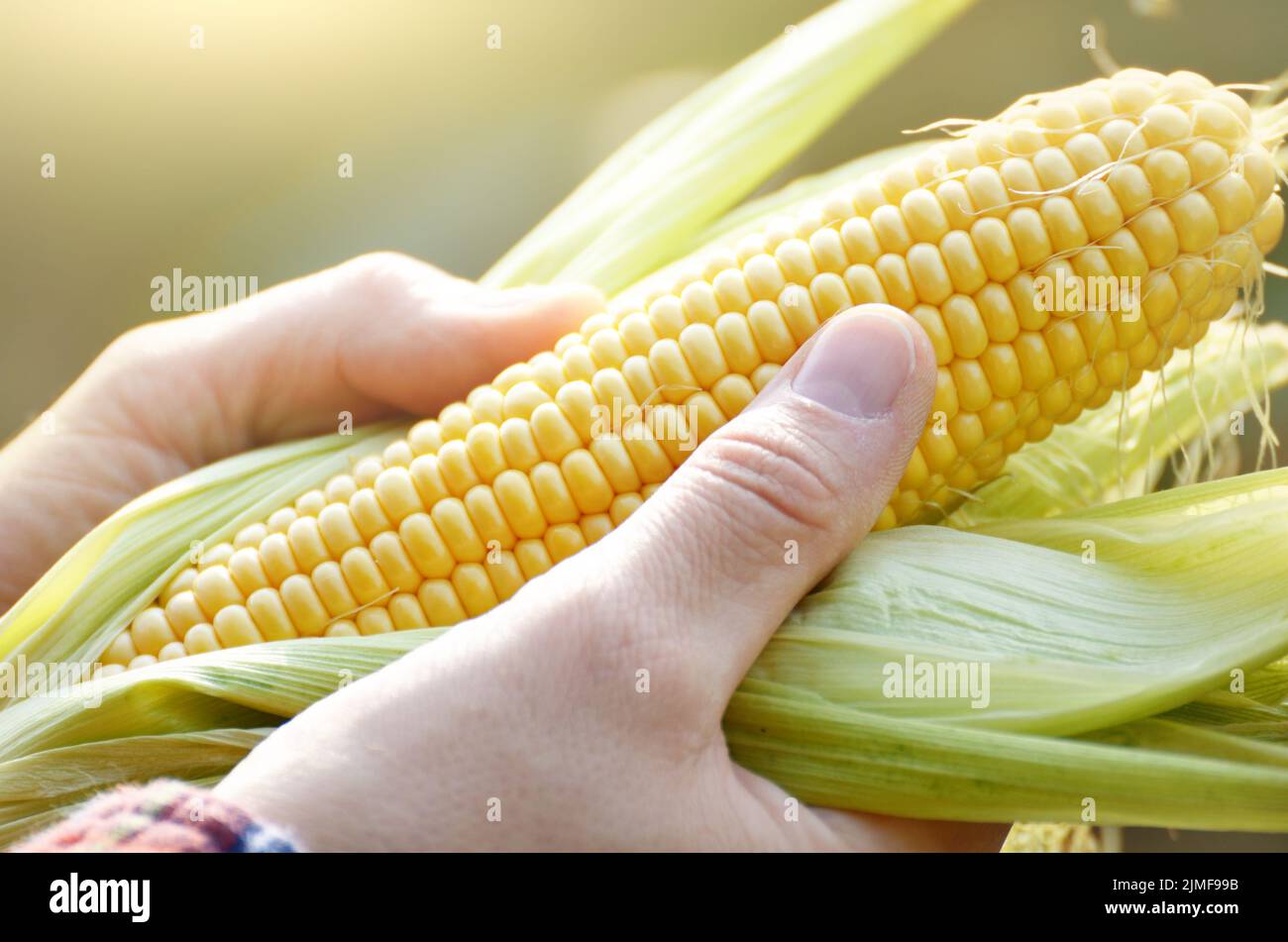 Harvest ready corn cob hi-res stock photography and images - Alamy