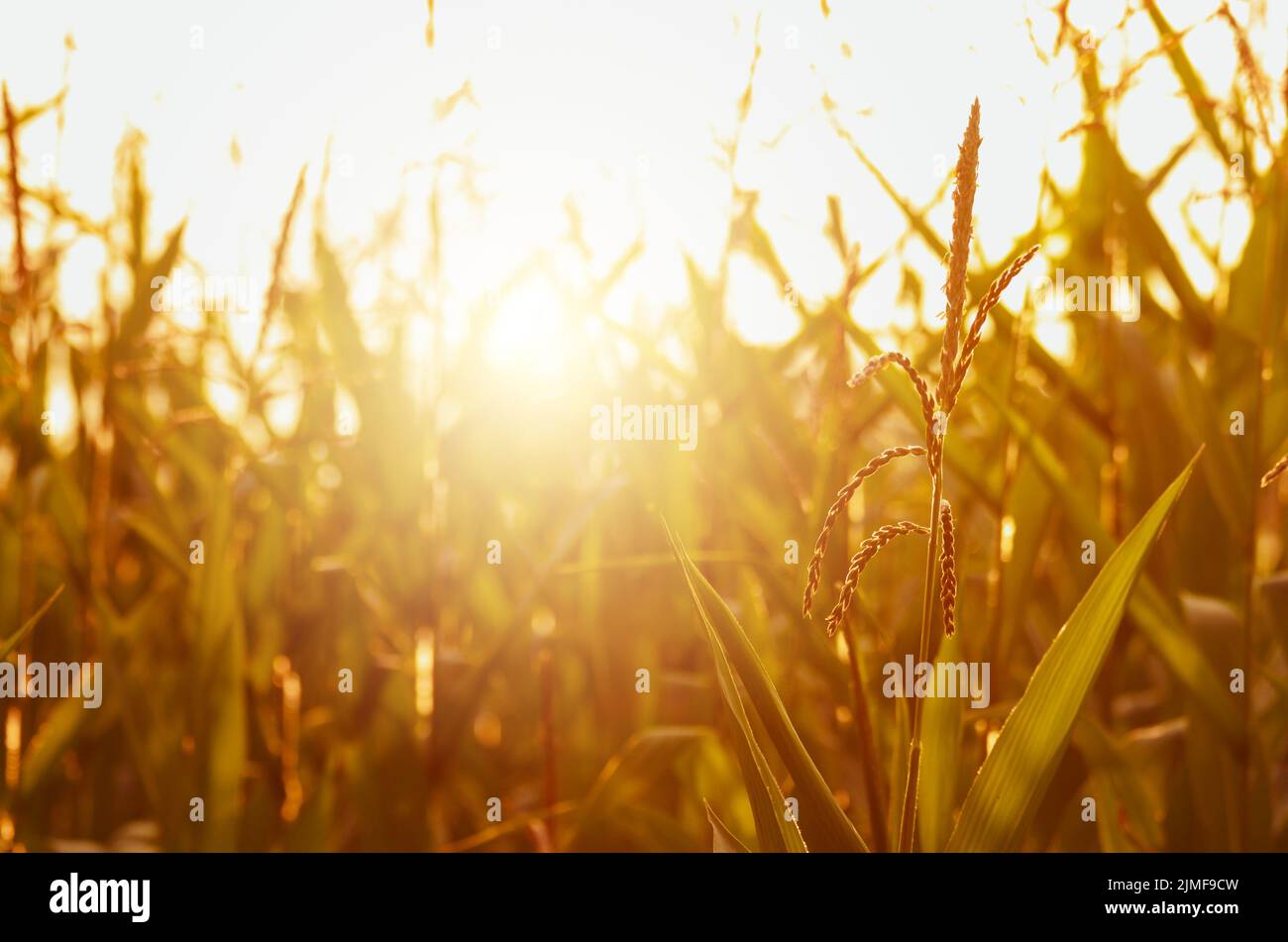 Maize corn green field summer time at sunset. Agriculture industrial ...